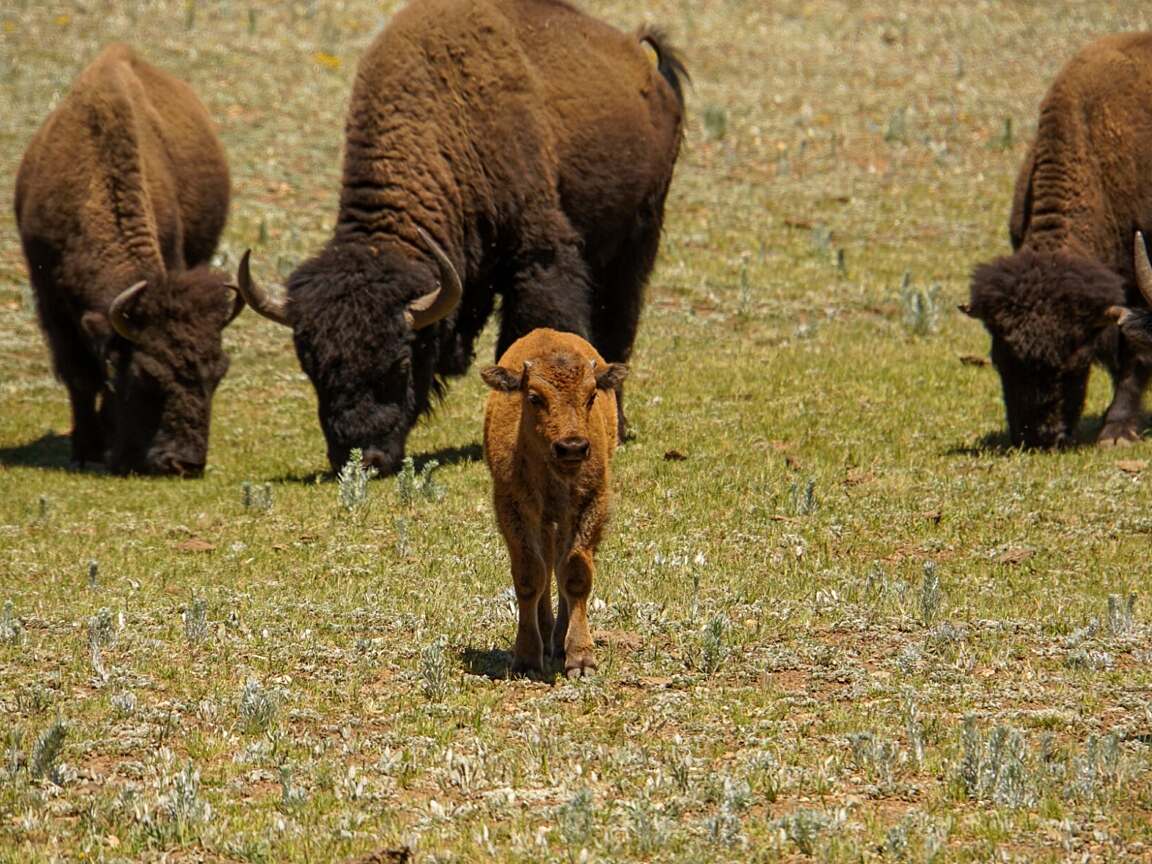 How to Protect the Park | Grand Canyon Conservancy