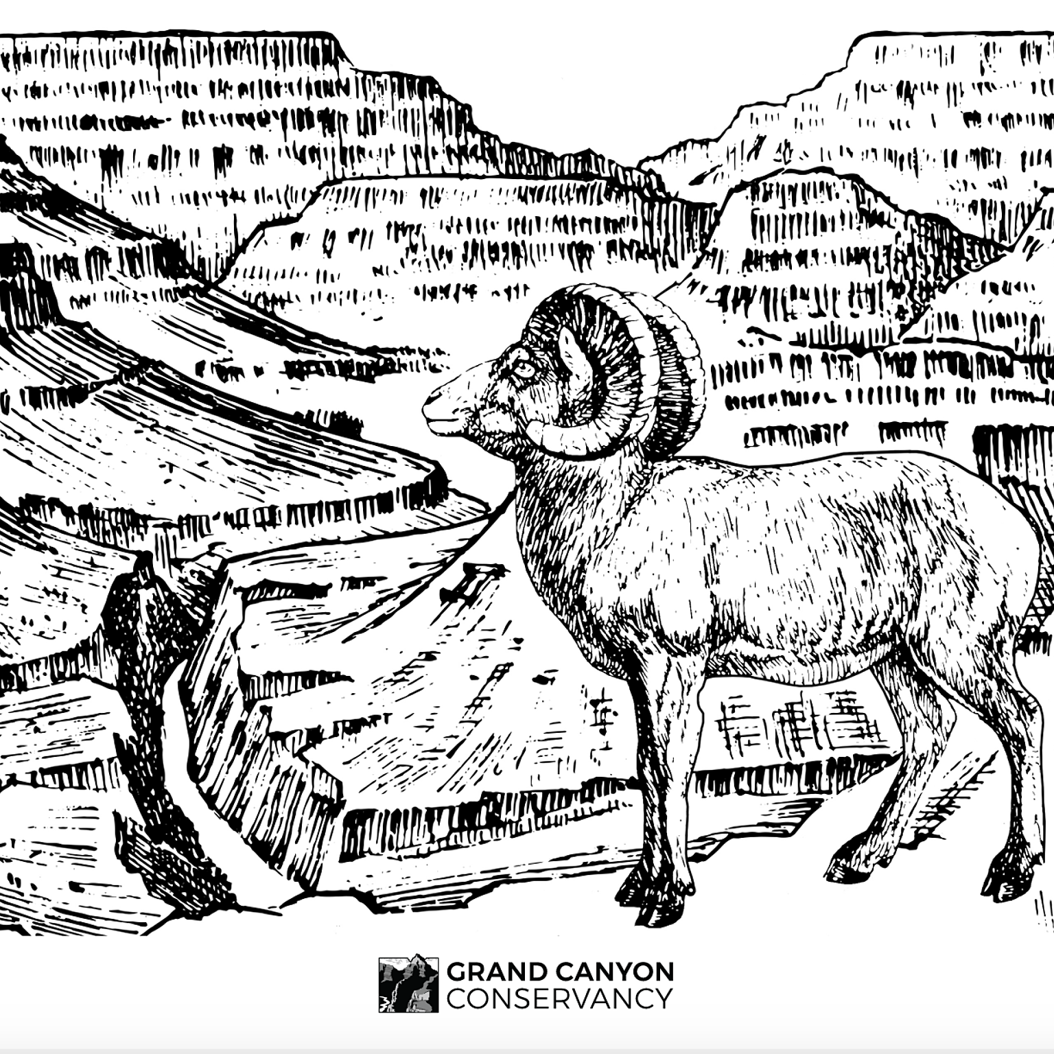 Free Grand Canyon Coloring Pages | Grand Canyon Conservancy