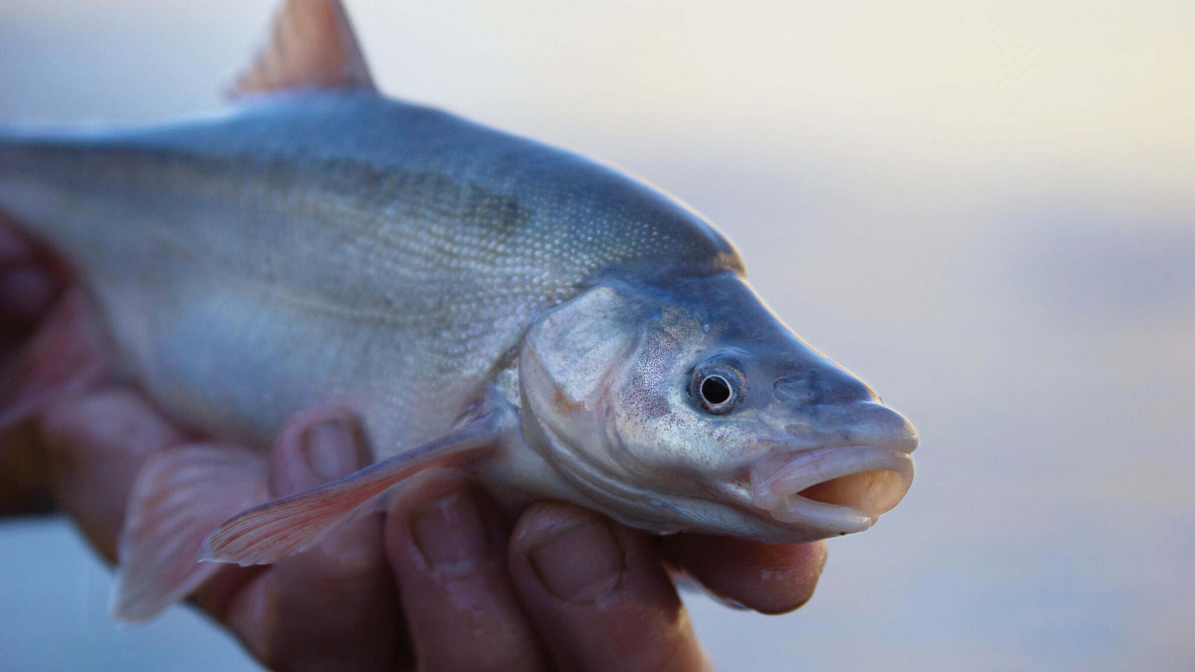 Conserving Native Fish Species in Grand… | Grand Canyon Conservancy