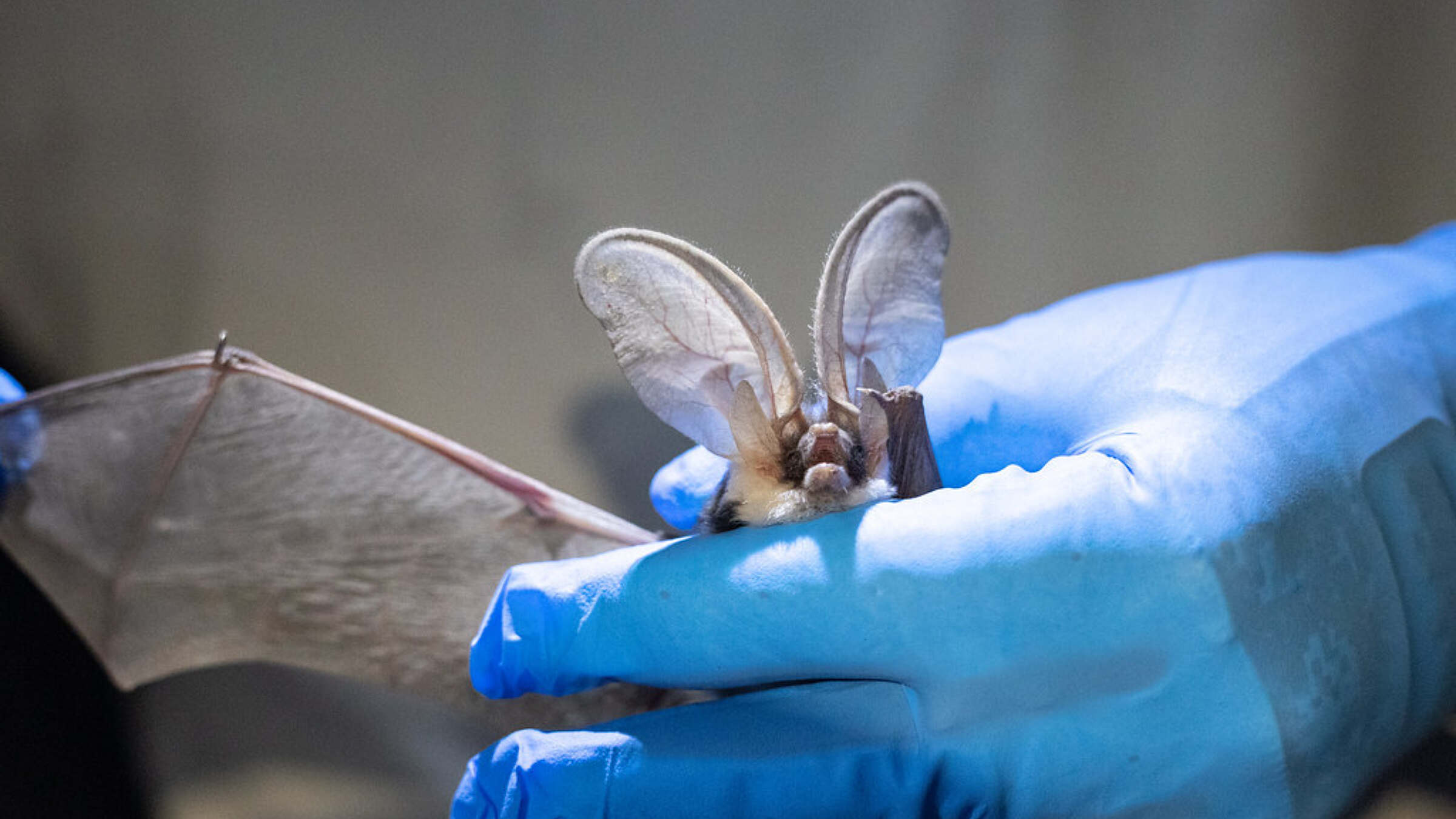 Bat Monitoring | Grand Canyon Conservancy