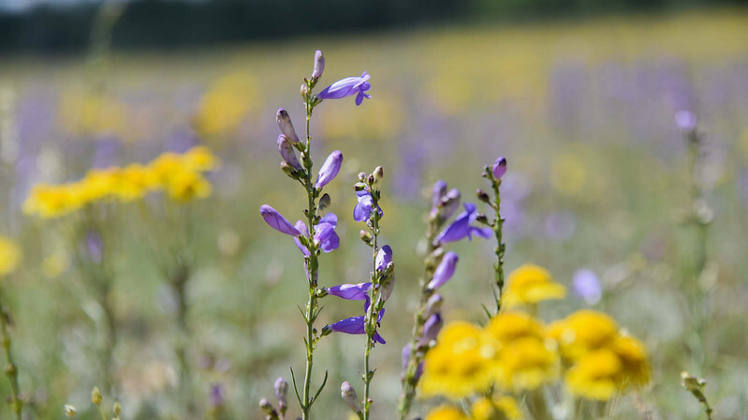 Habitat Restoration | Grand Canyon Conservancy